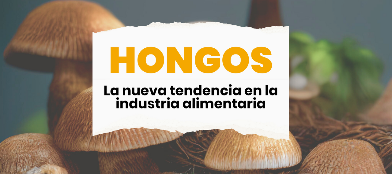 Hongos y el cambio en la industria alimentaria – Wild Foods