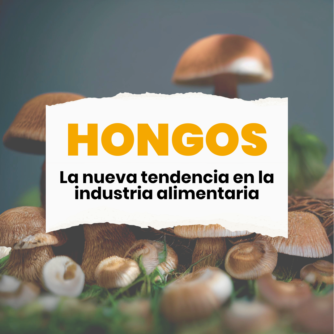 Hongos y el cambio en la industria alimentaria – Wild Foods